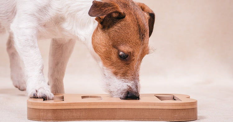 5 Effective Ways To Mentally Stimulate Your Dog – Aylabella Co Pet ...